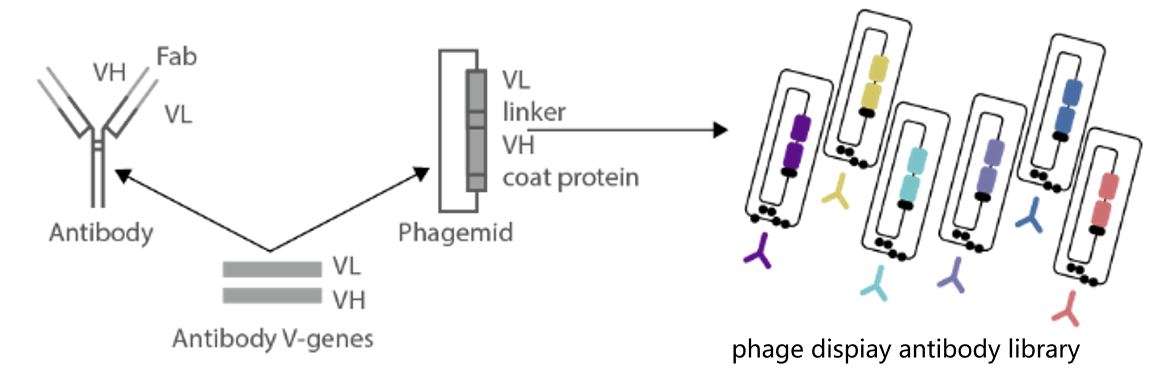 Phage display