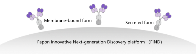 Rabbit single B cell